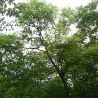 Accueil - Colorants NaturelsColorants Naturels by Couleurs de Plantes