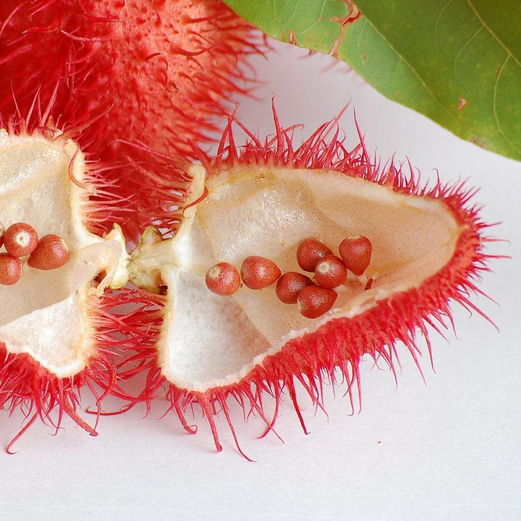 Extrait de Rocou hydrosoluble C24 - Colorants NaturelsColorants ...